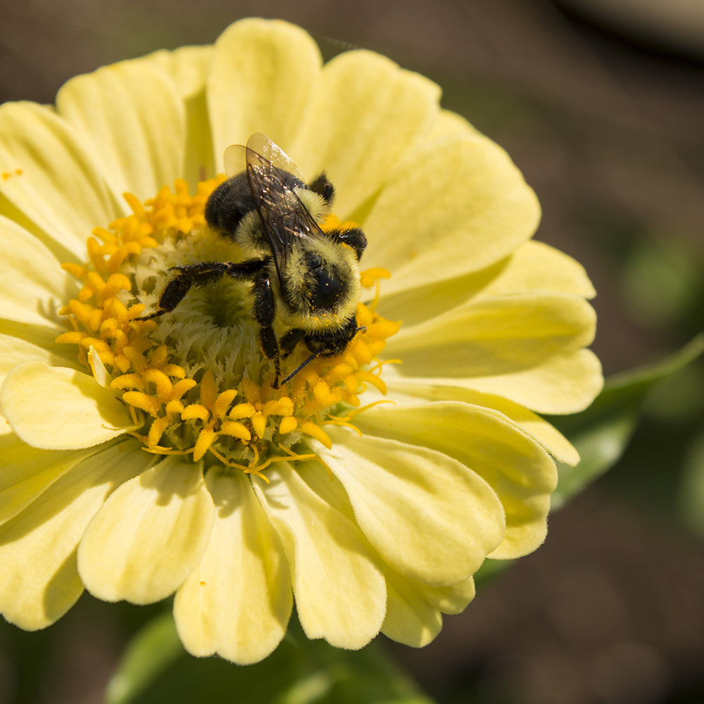 Bee Preservation – Dip Devices